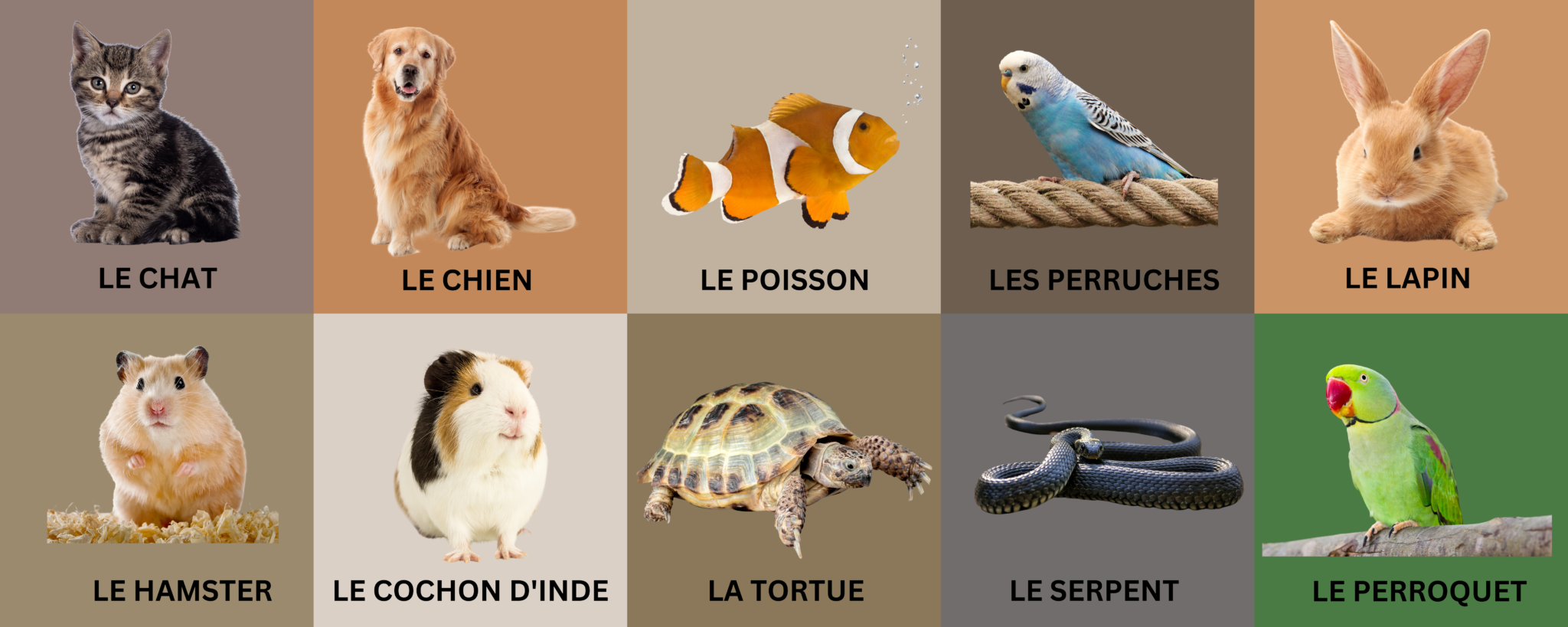 Animals in French: Learn About Wildlife in French Language