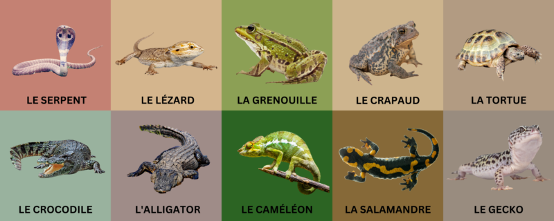 Animals in French: Learn About Wildlife in French Language